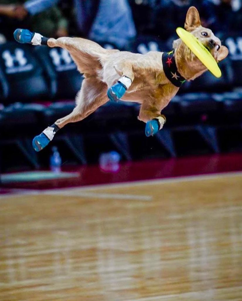 The Canine Spectacle: K9s In Flight and the Art of Captivating ...